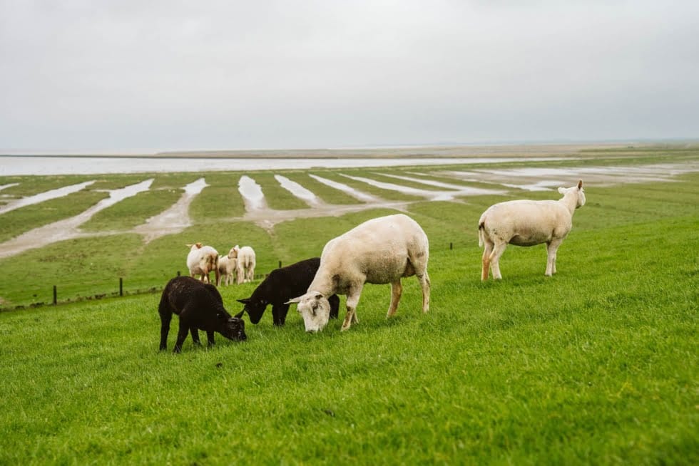 Waddenkust Groningen en Friesland - Nature Travel Lab