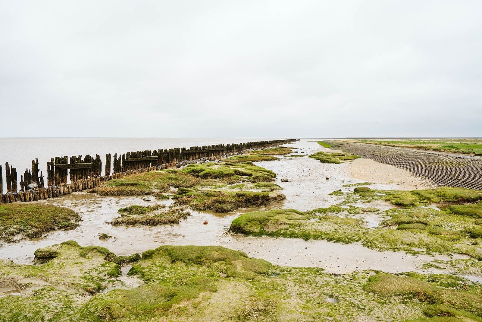 Waddenkust Groningen en Friesland - Nature Travel Lab